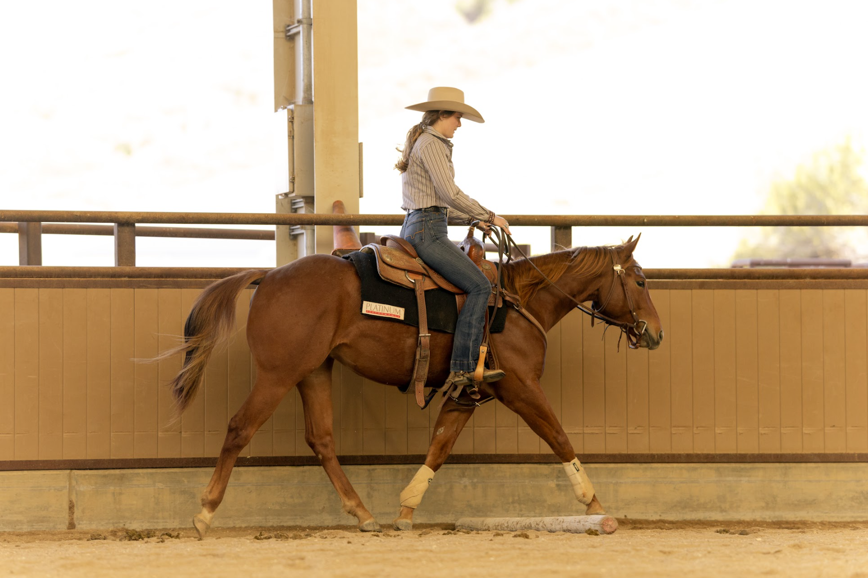 Nics Whizard (Ron) - Performance Horse Sales - Cal Poly, San Luis Obispo